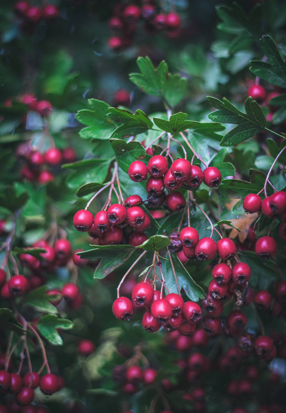 Energetic and Spiritual Medicine of Hawthorn: Protective and Purifying ...