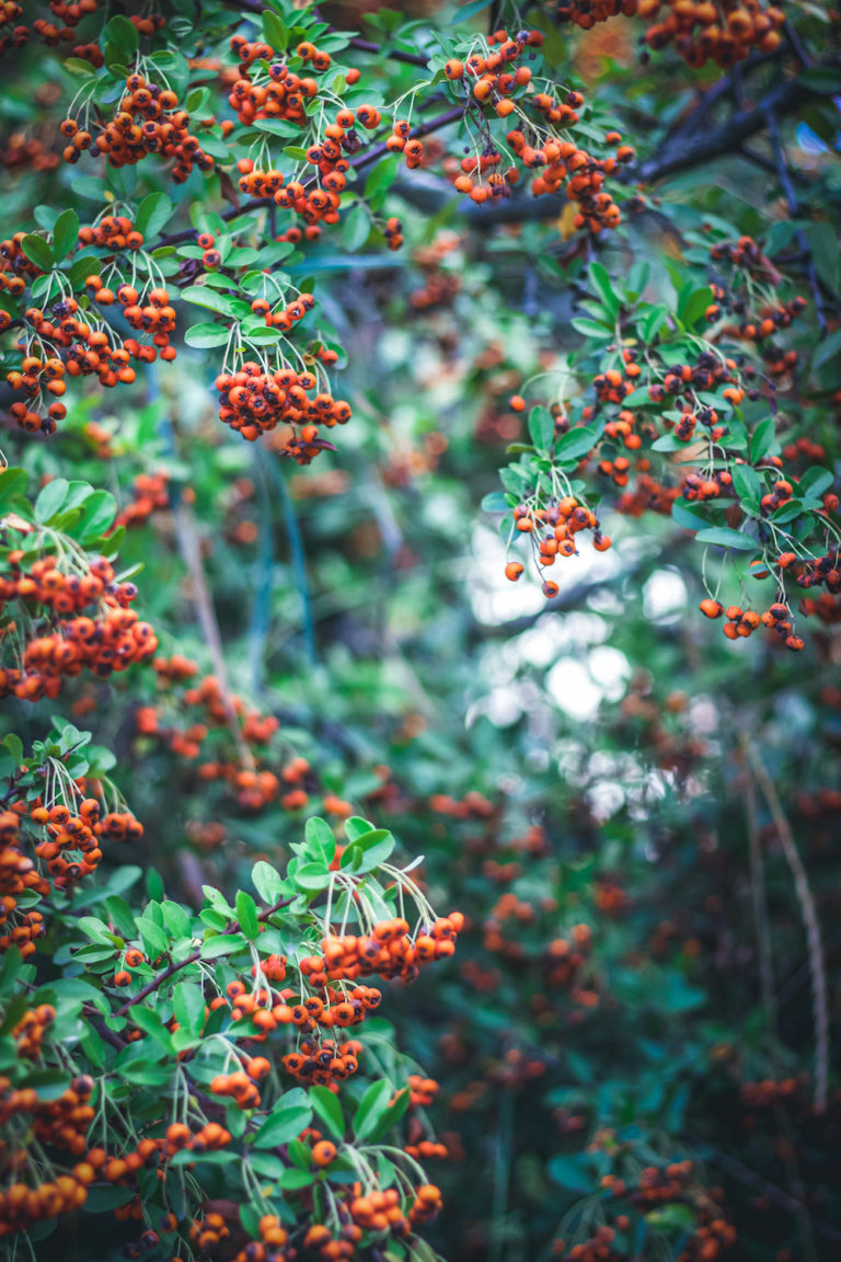 Earth Element: The Functions of the Spleen and Stomach in Chinese ...