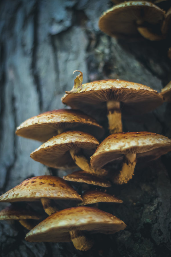 Earth Element: The Functions of the Spleen and Stomach in Chinese ...