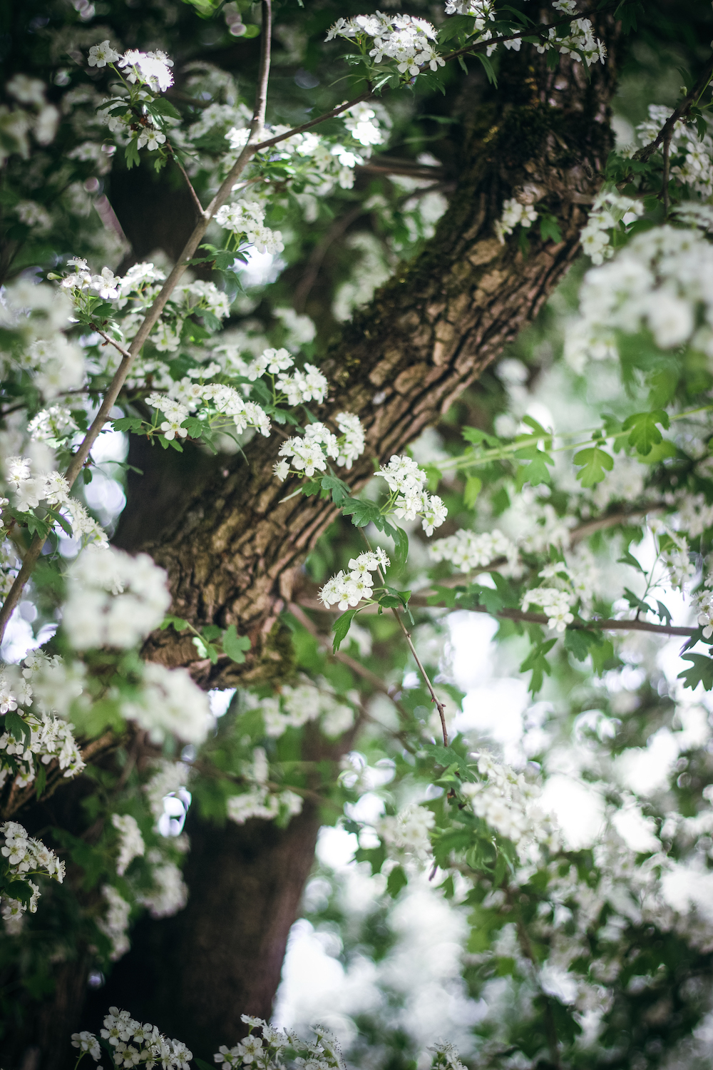 Hawthorn Materia Medica: Hawthorn/Crataegus Berry, Leaf and Flower