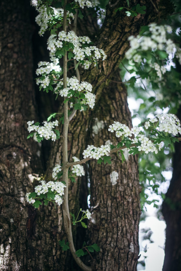 Hawthorn Materia Medica: Hawthorn/Crataegus Berry, Leaf and Flower